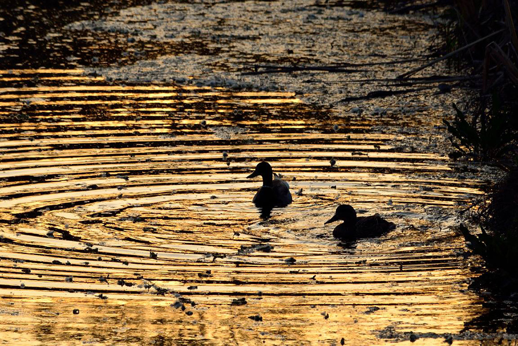 With help from Audubon Society, English Coulee is for the birds - UND Today