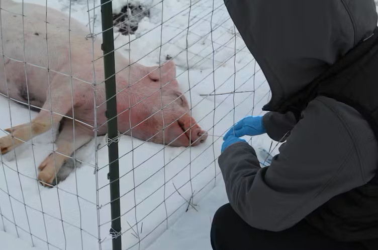 The effects of extreme cold on body decomposition - UND Today